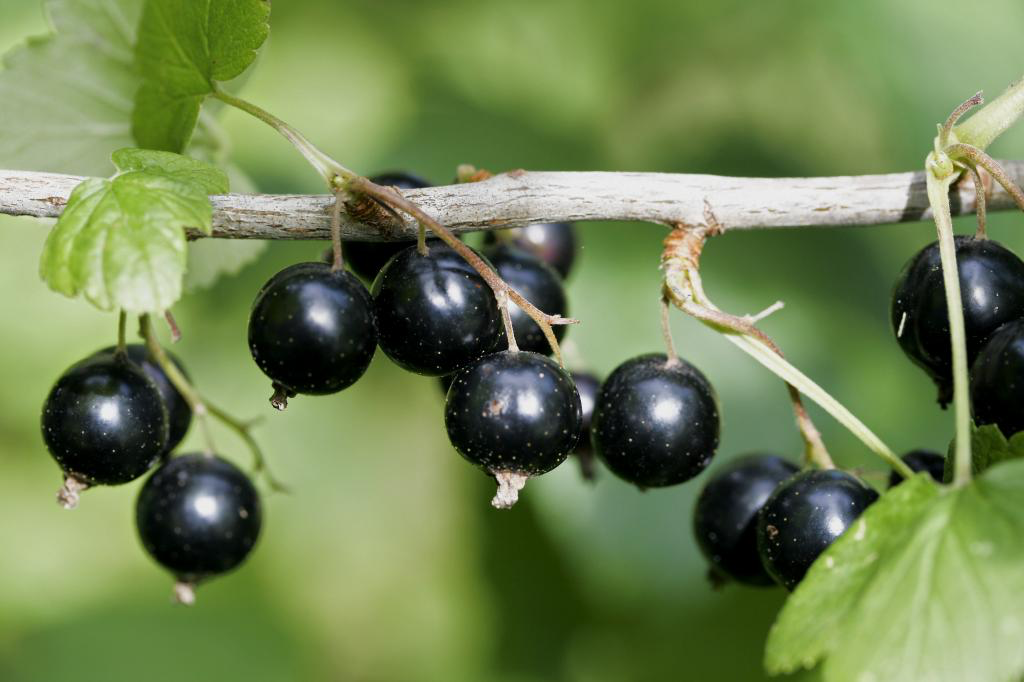 Mustaherukka – Kepilä 10